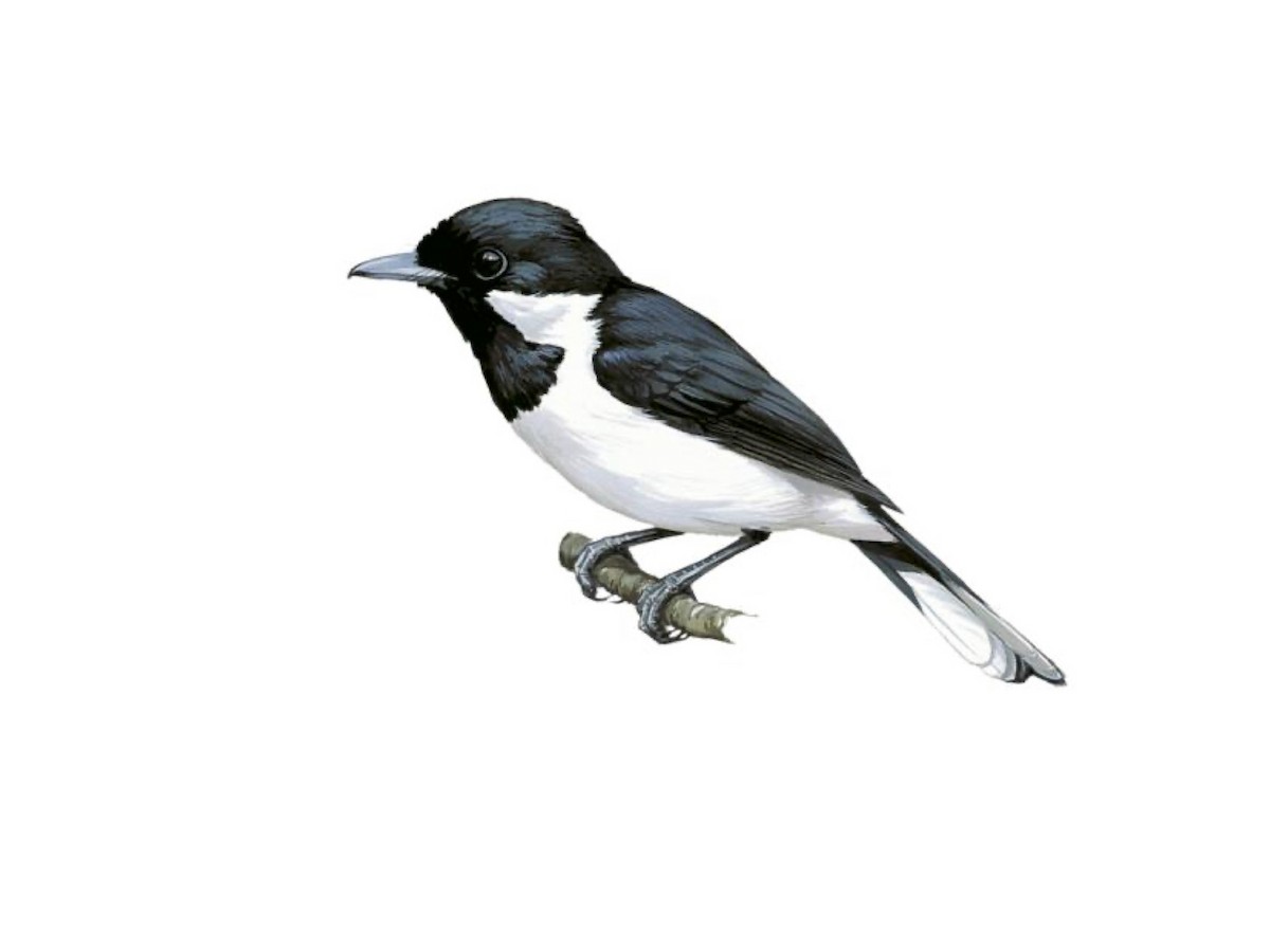 Vella Lavella Monarch - Symposiachrus nigrotectus - Birds of the World