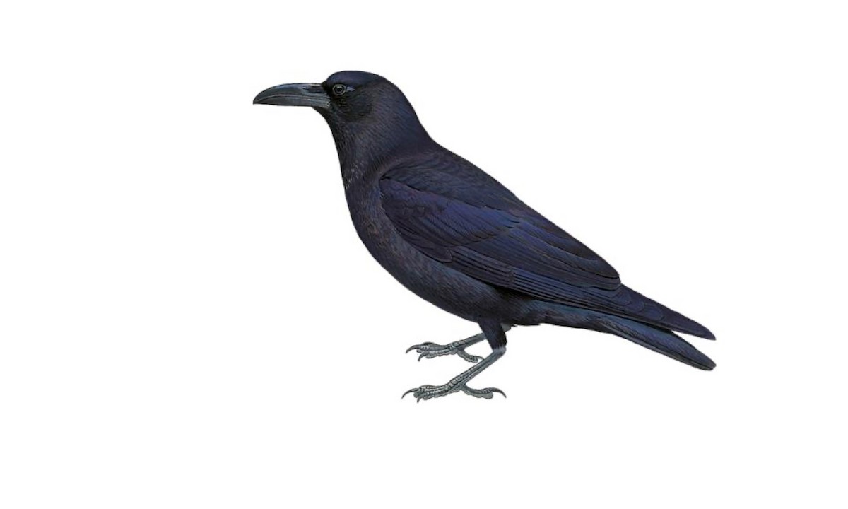 Samar Crow - Corvus samarensis - Birds of the World
