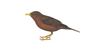 New Caledonian Island-Thrush - Turdus xanthopus - Birds of the World