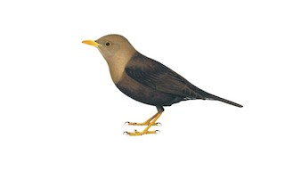 Tasman Sea Island-Thrush - Turdus poliocephalus - Birds of the World