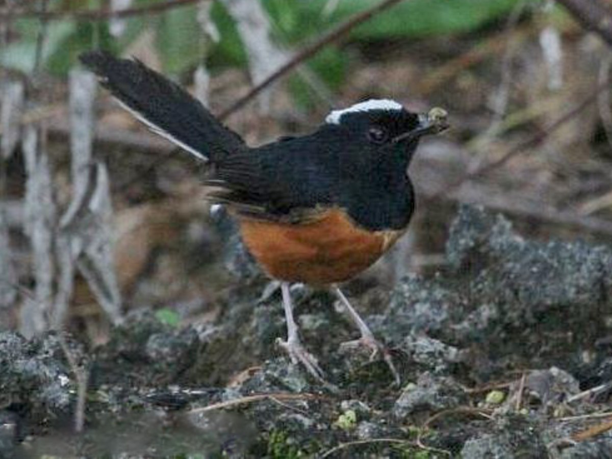 Maratua Shama - Copsychus barbouri - Birds of the World