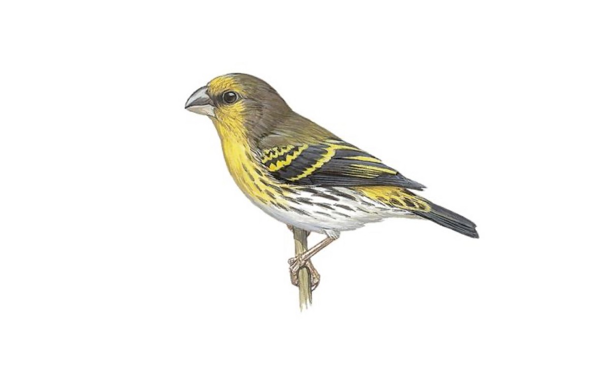 Mindanao Serin - Chrysocorythus mindanensis - Birds of the World