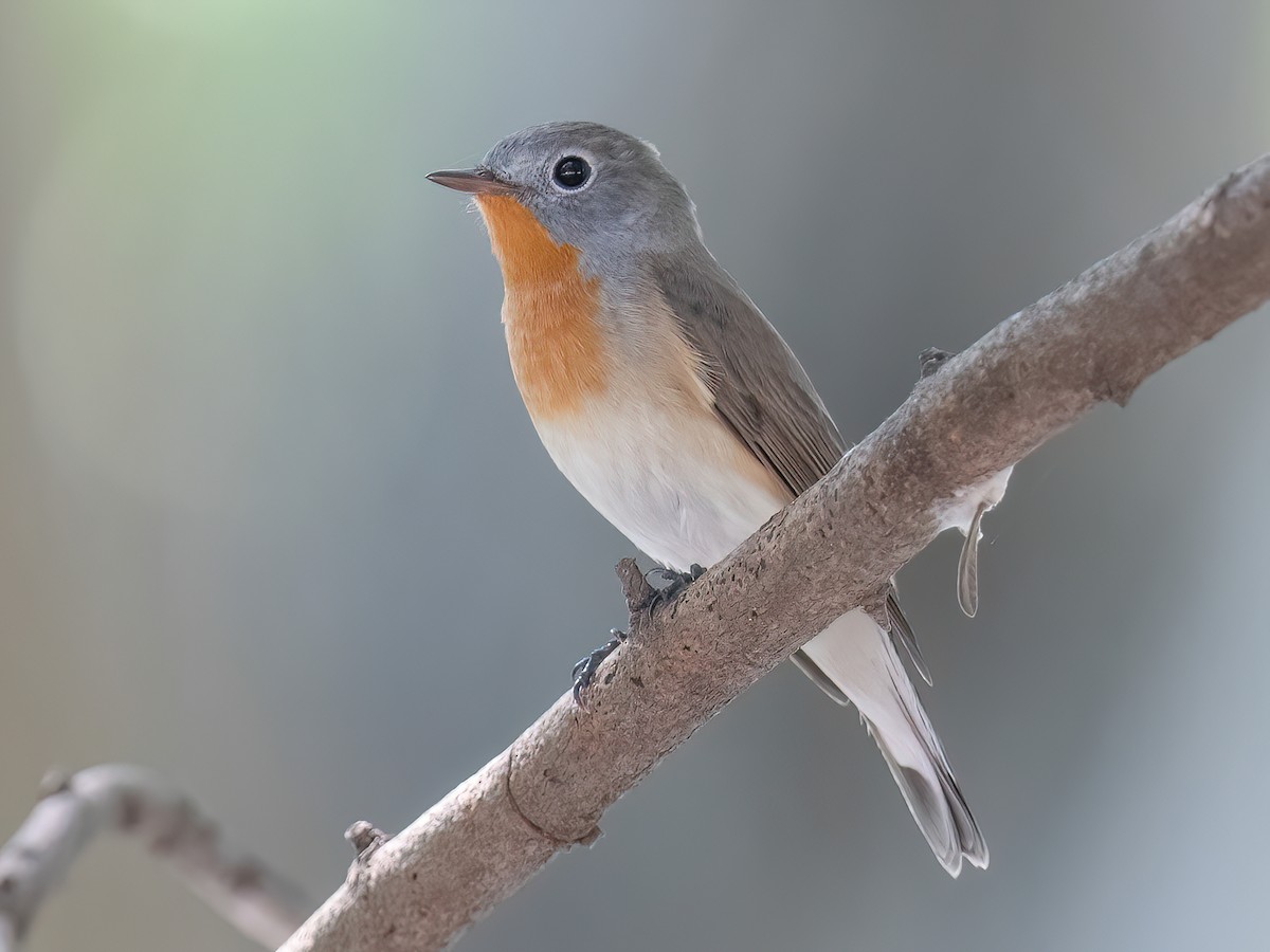 Red-breasted Flycatcher - Ficedula parva - Birds of the World