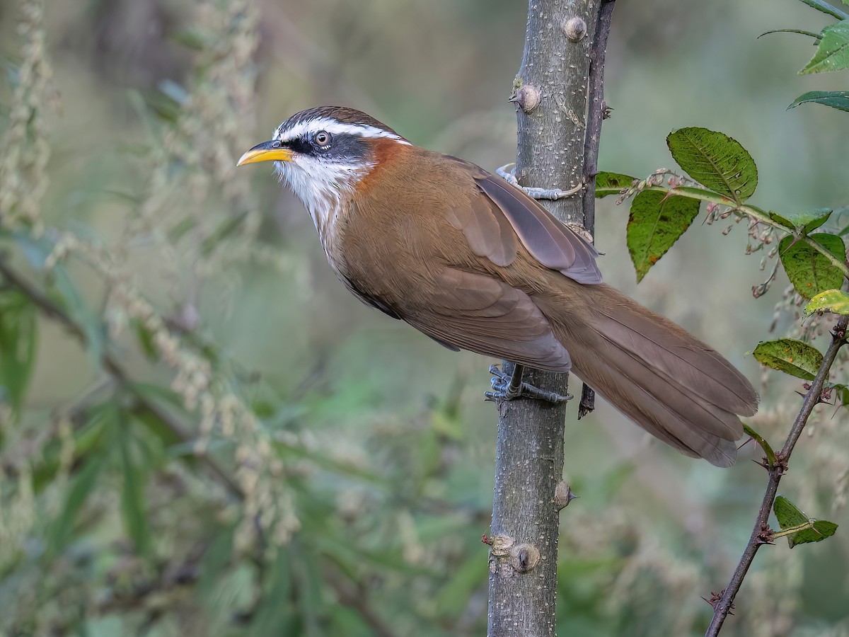 Streak-breasted Scimitar-Babbler - Pomatorhinus ruficollis - Birds of ...