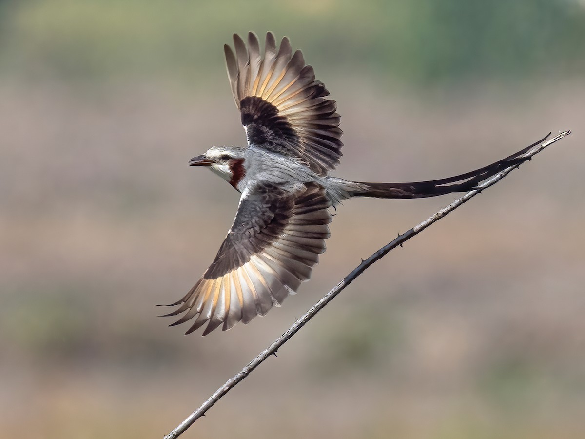 Streamer-tailed Tyrant - Gubernetes yetapa - Birds of the World