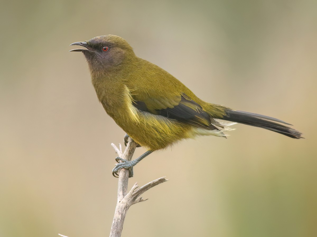 New Zealand Bellbird - Anthornis melanura - Birds of the World