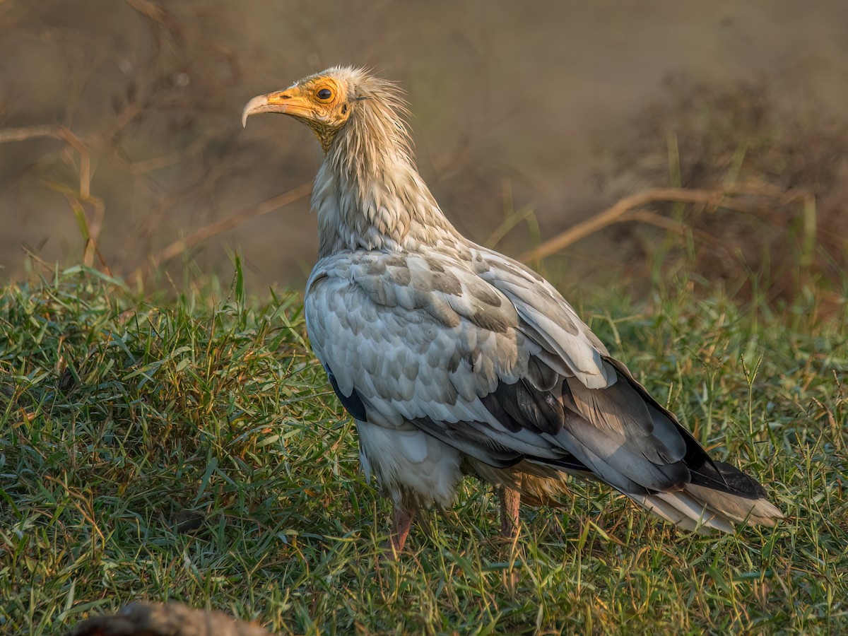 Egyptian Vulture - Neophron percnopterus - Birds of the World