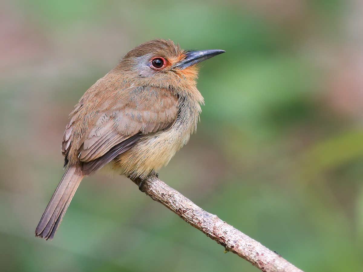 Fulvous-chinned Nunlet - Nonnula sclateri - Birds of the World