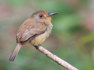 Fulvous-chinned Nunlet - Nonnula sclateri - Birds of the World