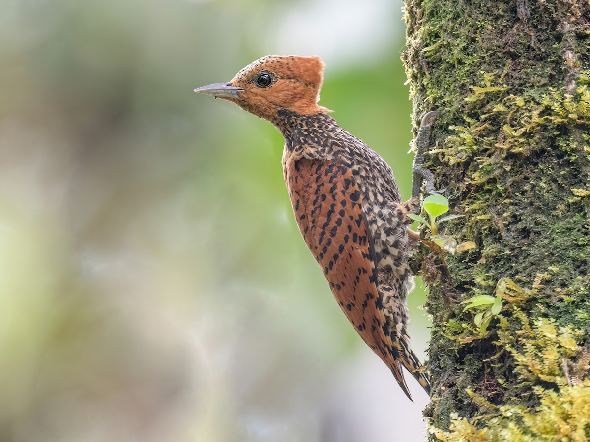 Cinnamon Woodpecker - Celeus loricatus - Birds of the World