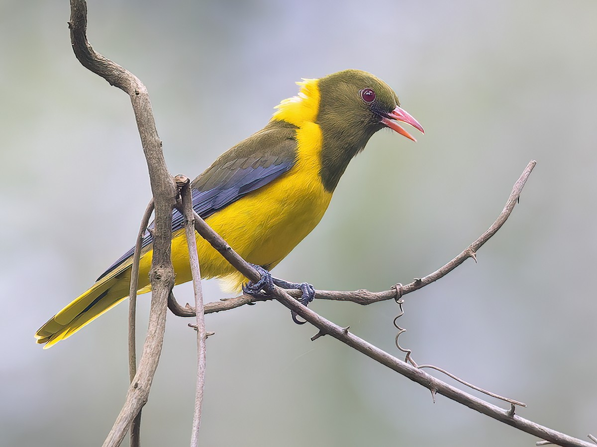 Green-headed Oriole - Oriolus chlorocephalus - Birds of the World