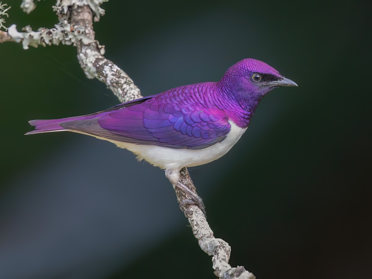 Violet-backed Starling - Cinnyricinclus leucogaster - Birds of the World