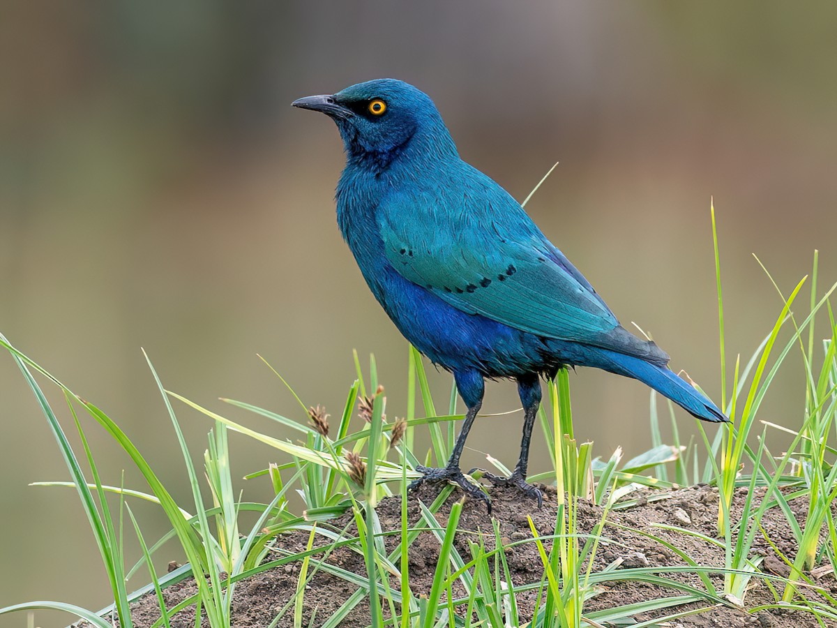 Greater Blue-eared Starling - Lamprotornis chalybaeus - Birds of the World