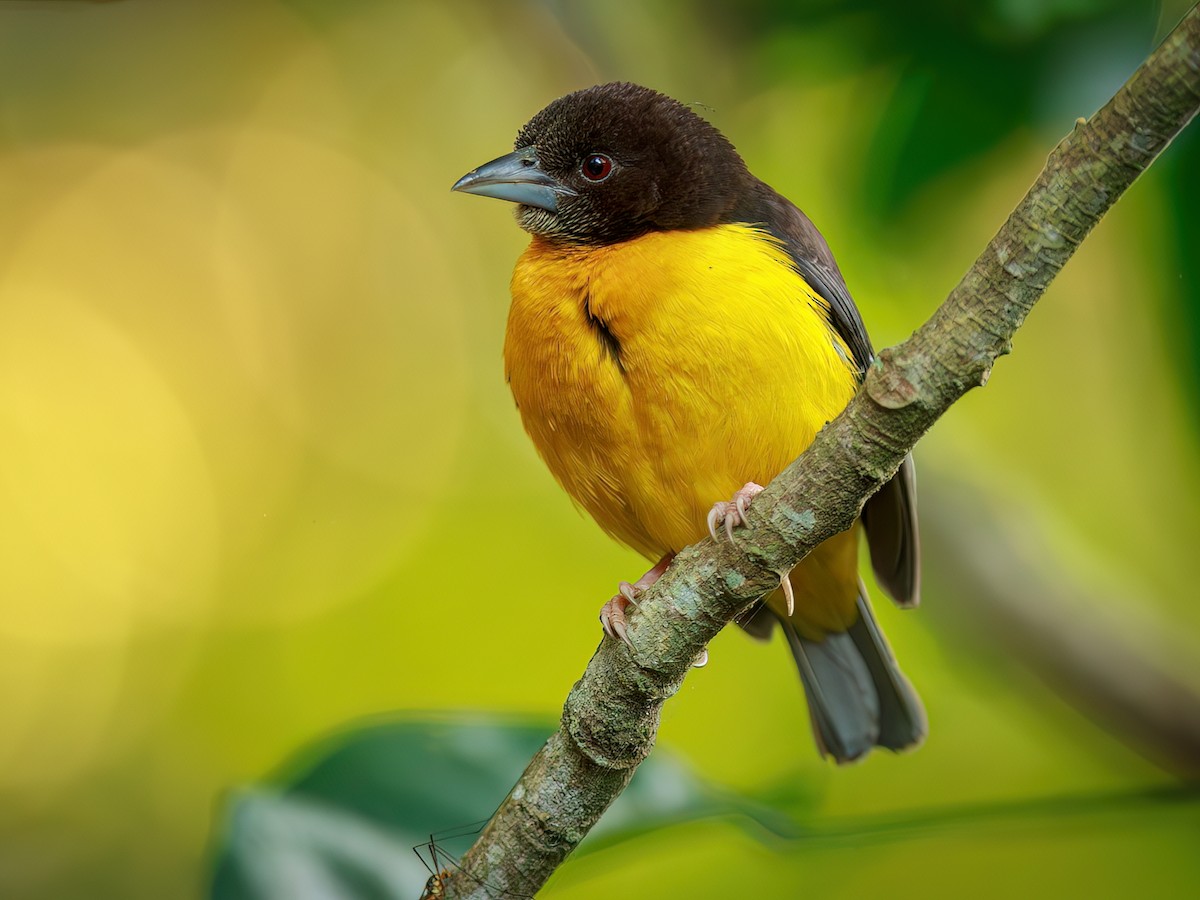 Dark-backed Weaver - Ploceus bicolor - Birds of the World