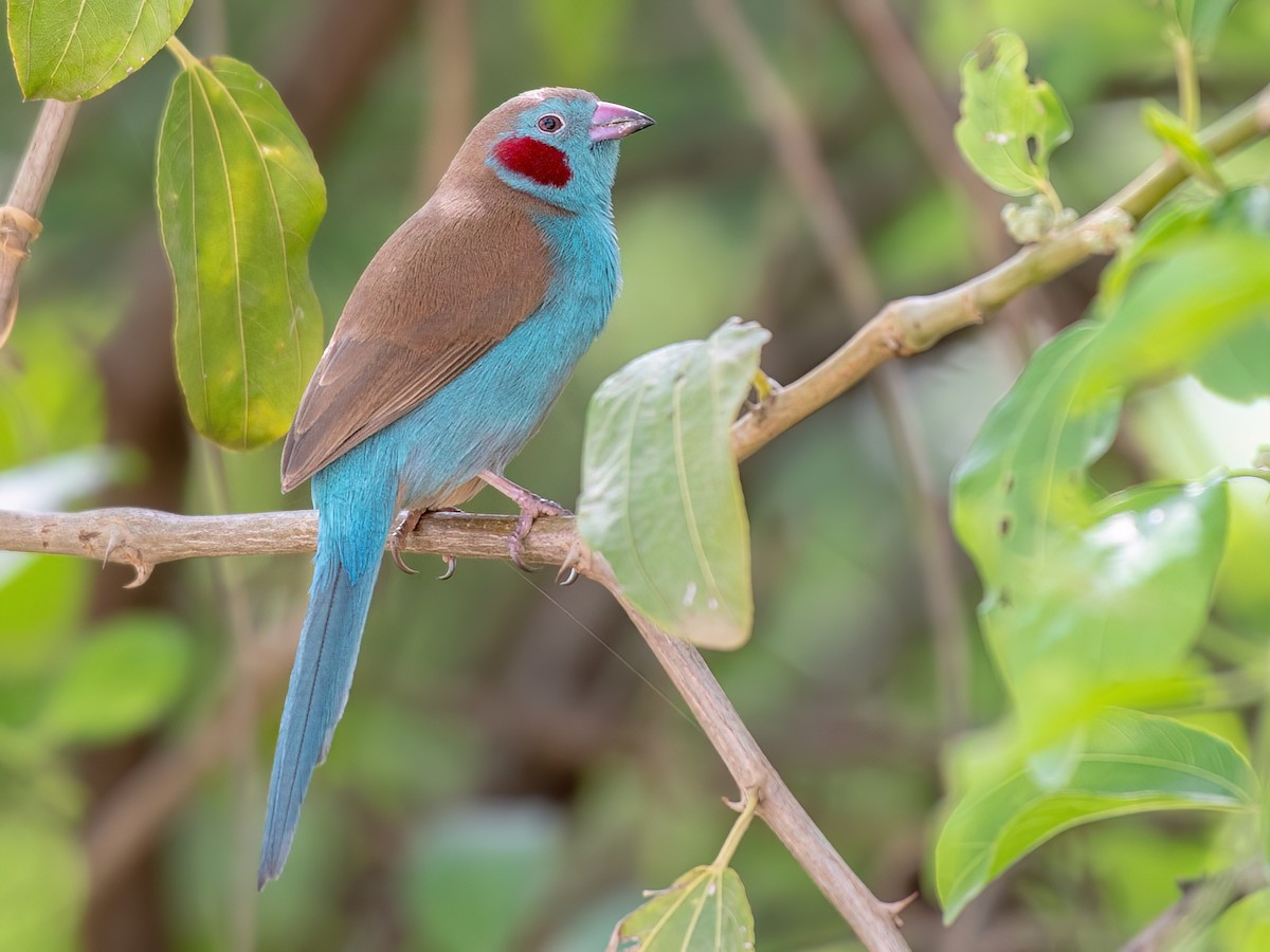 Red-cheeked Cordonbleu - Uraeginthus bengalus - Birds of the World