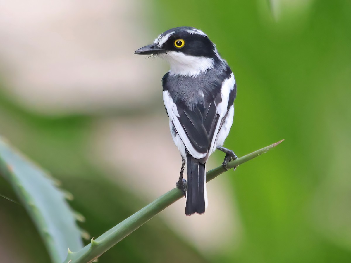 Eastern Black-headed Batis - Batis minor - Birds of the World