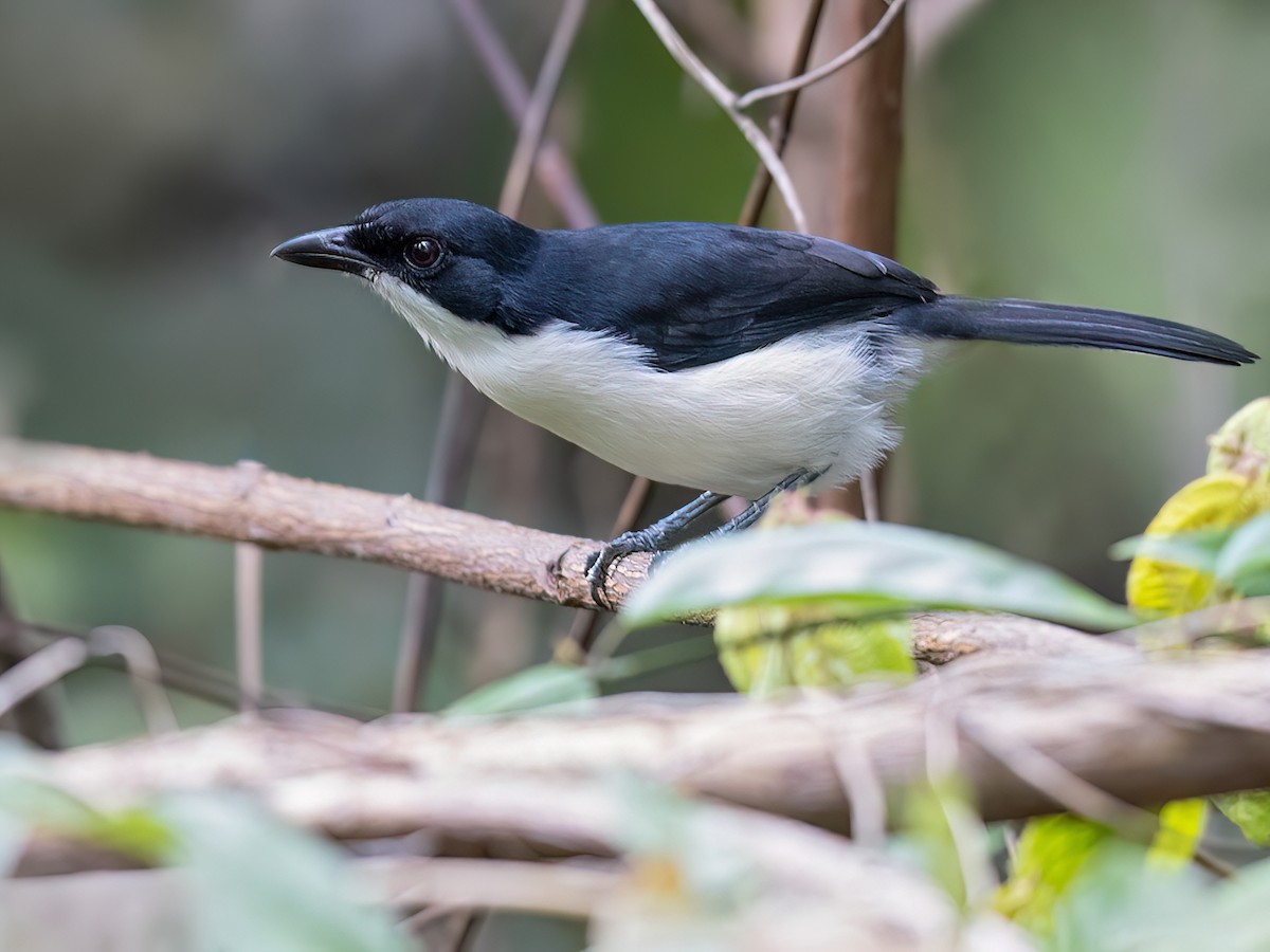 Zanzibar Boubou - Laniarius sublacteus - Birds of the World