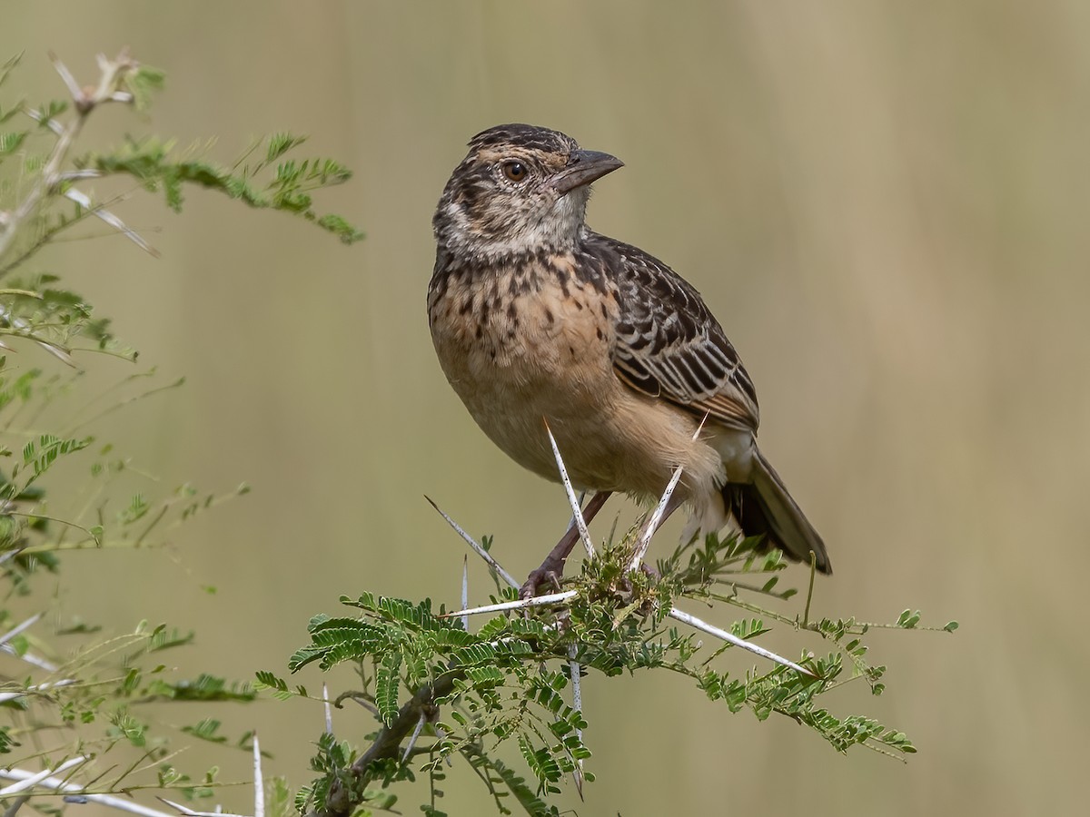 Flappet Lark - Amirafra rufocinnamomea - Birds of the World