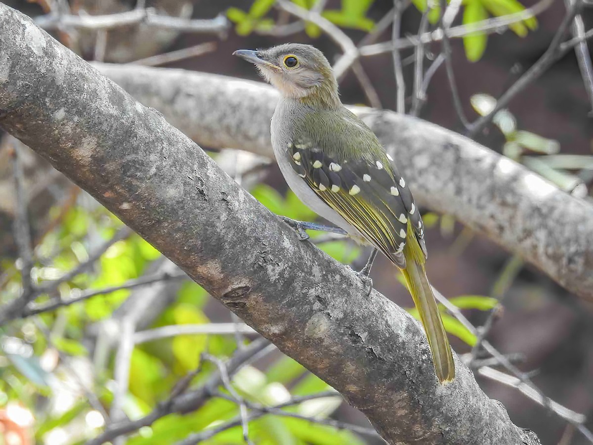Eastern Nicator - Nicator gularis - Birds of the World