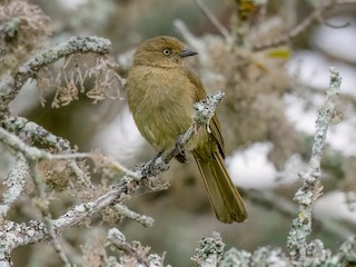 Sombre Greenbul - Andropadus importunus - Birds of the World