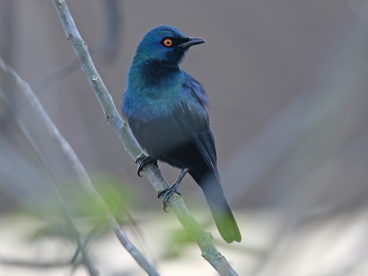Black-bellied Starling - Notopholia corusca - Birds of the World