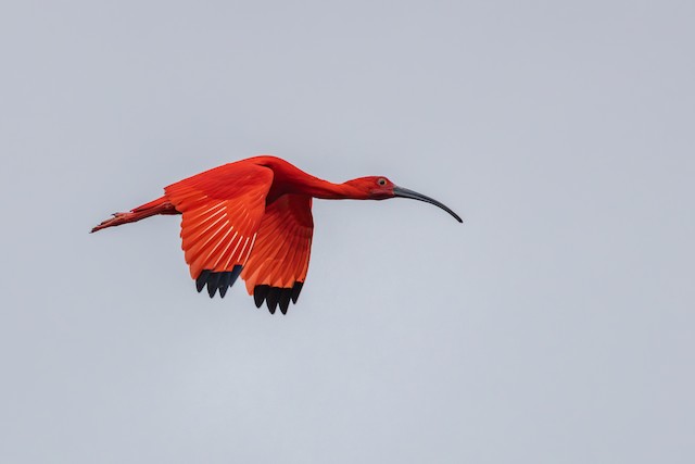 El Cuento Del Ibis Escarlata Ibis Escarlata Expedición Salvaje