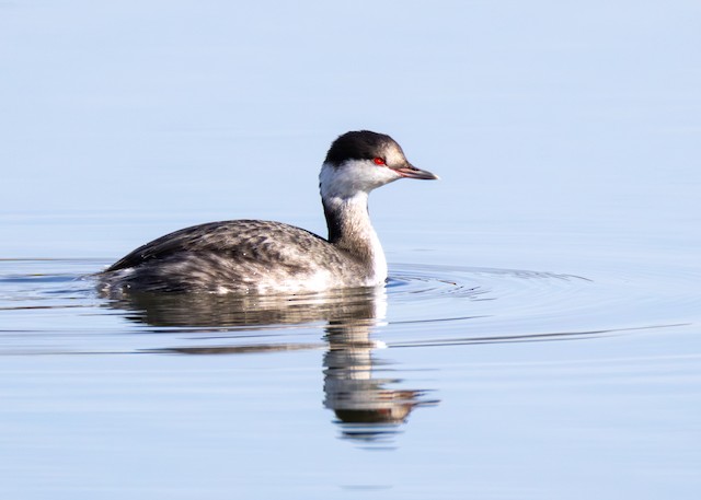Pennsylvania Bird Atlas - Discover a new world of birding...