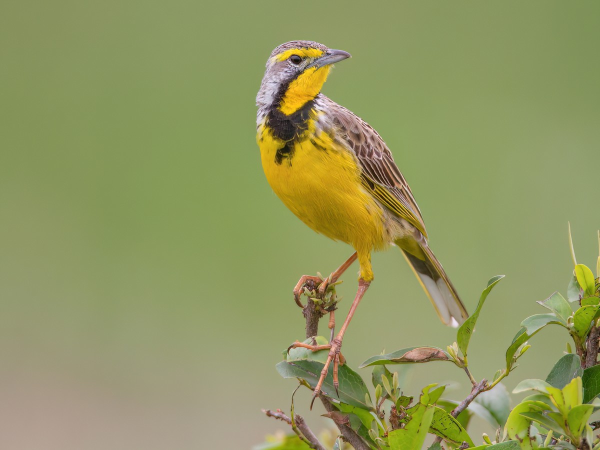 Yellow-throated Longclaw - Macronyx croceus - Birds of the World