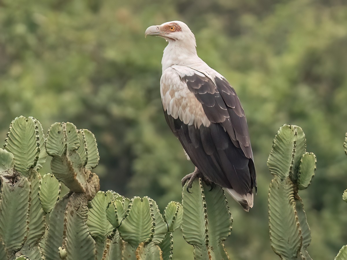 Palm-nut Vulture - Gypohierax angolensis - Birds of the World