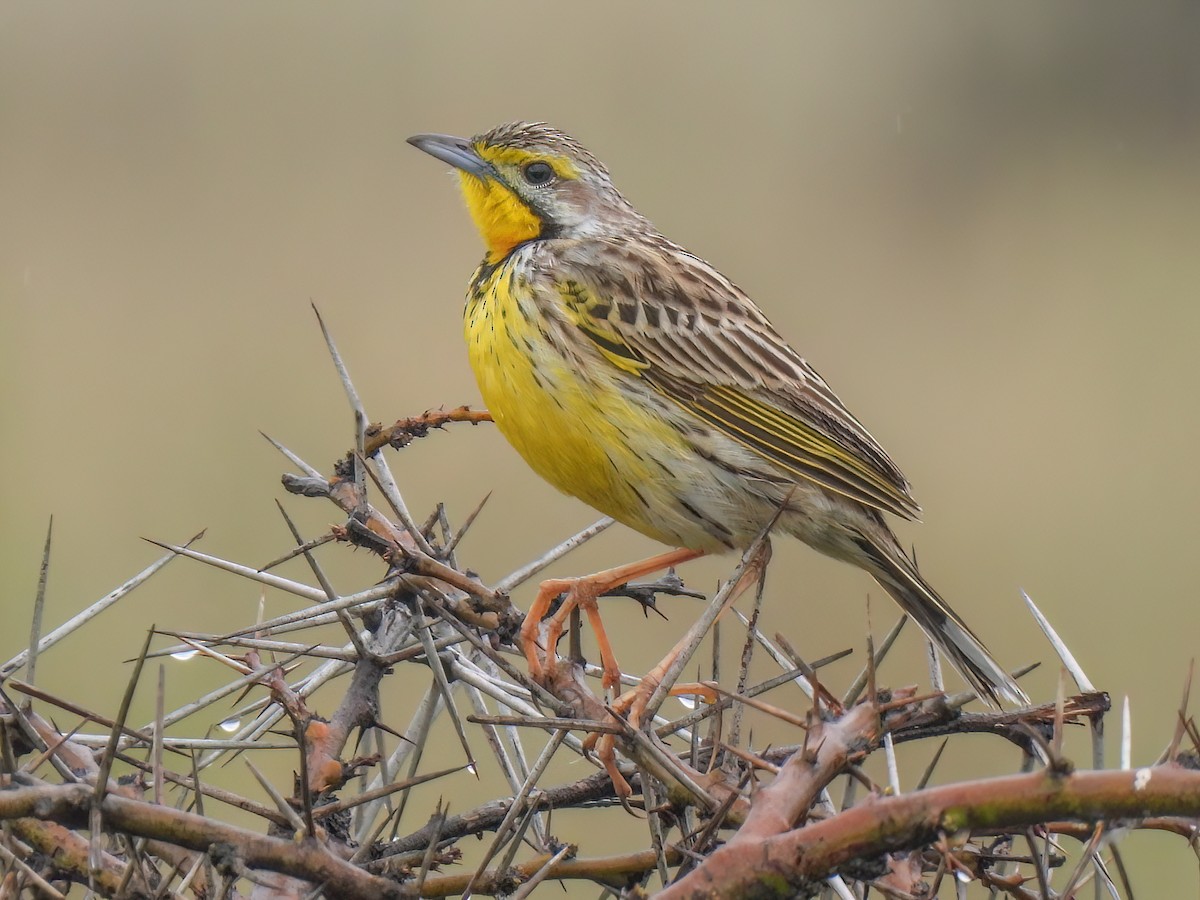 Pangani Longclaw - Macronyx aurantiigula - Birds of the World