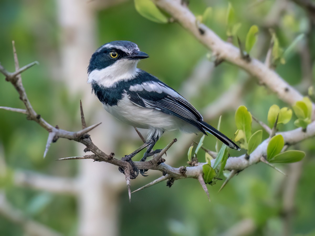 Pale Batis - Batis soror - Birds of the World
