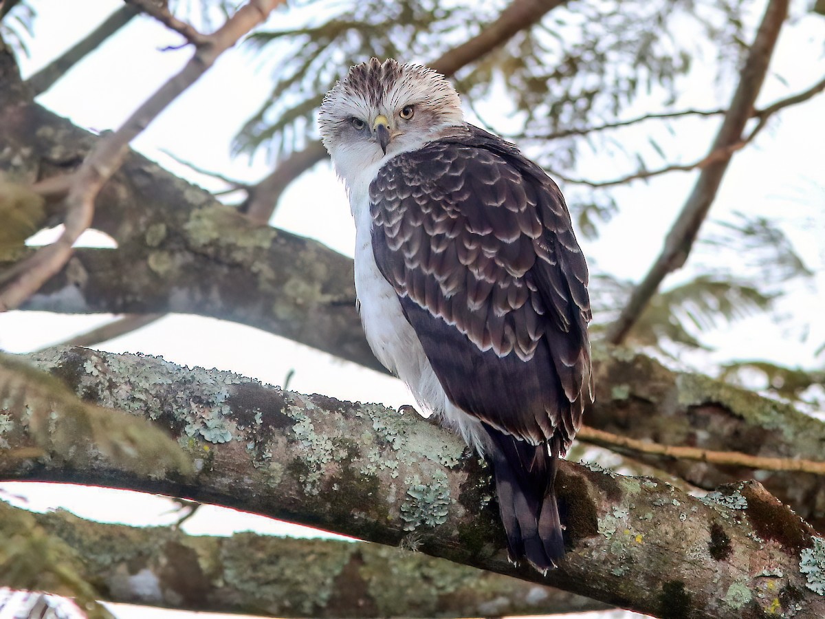 Southern Banded Snake-Eagle - Circaetus fasciolatus - Birds of the World