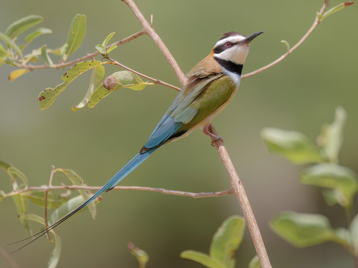 White-throated Bee-eater - Merops albicollis - Birds of the World