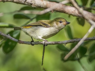 Green Tinkerbird - Pogoniulus simplex - Birds of the World