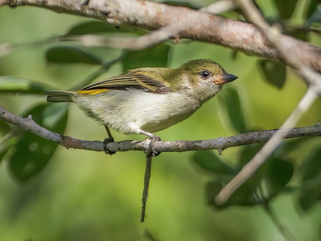Photos - Green Tinkerbird - Pogoniulus simplex - Birds of the World