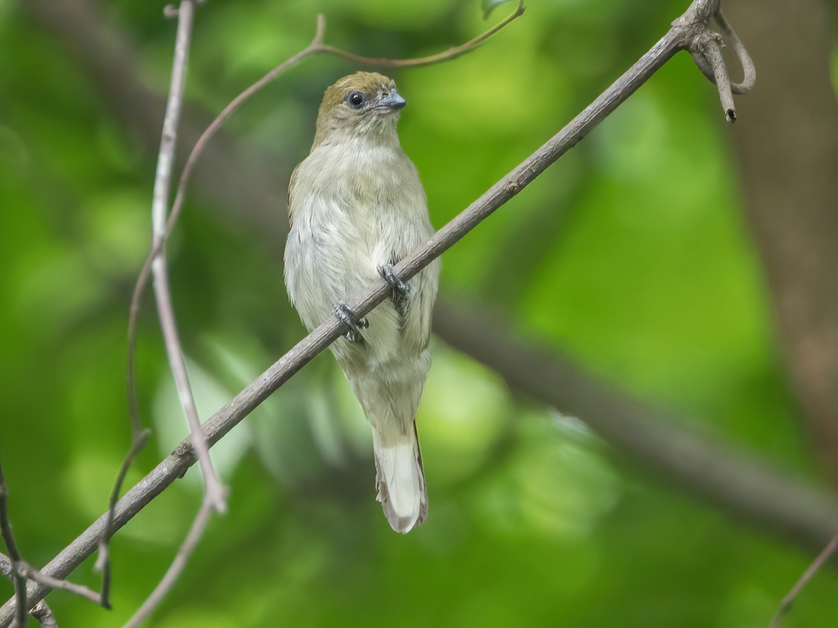 Pallid Honeyguide - Indicator meliphilus - Birds of the World