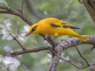 African Golden Oriole - Oriolus auratus - Birds of the World
