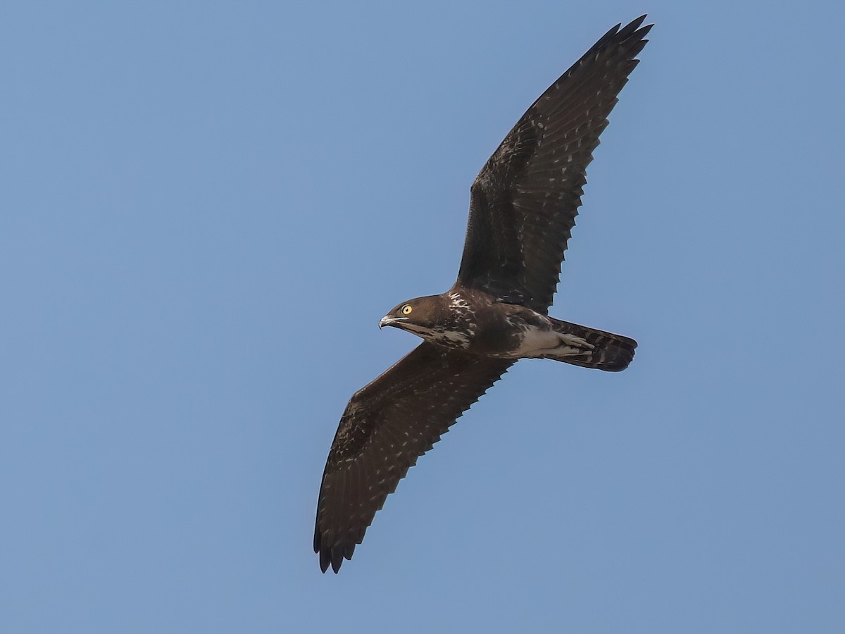 Bat Hawk - Macheiramphus alcinus - Birds of the World