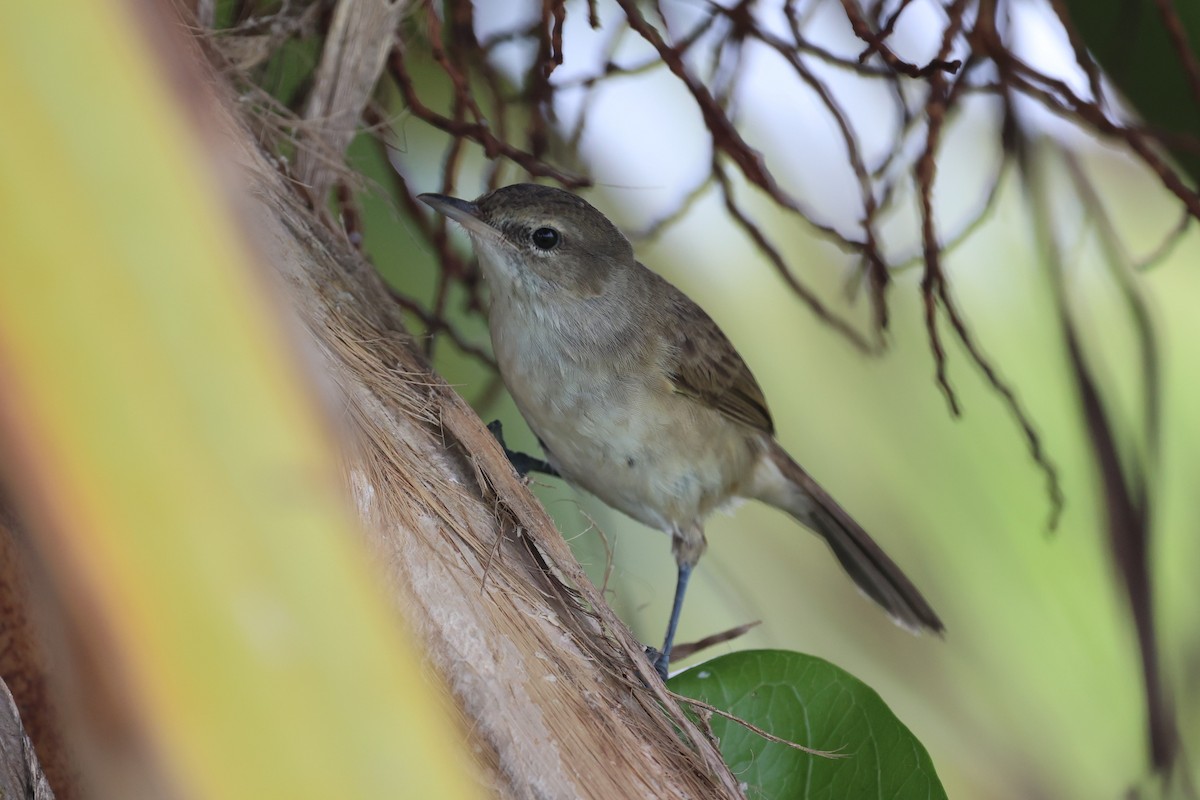 Millerbird (Nihoa) - eBird