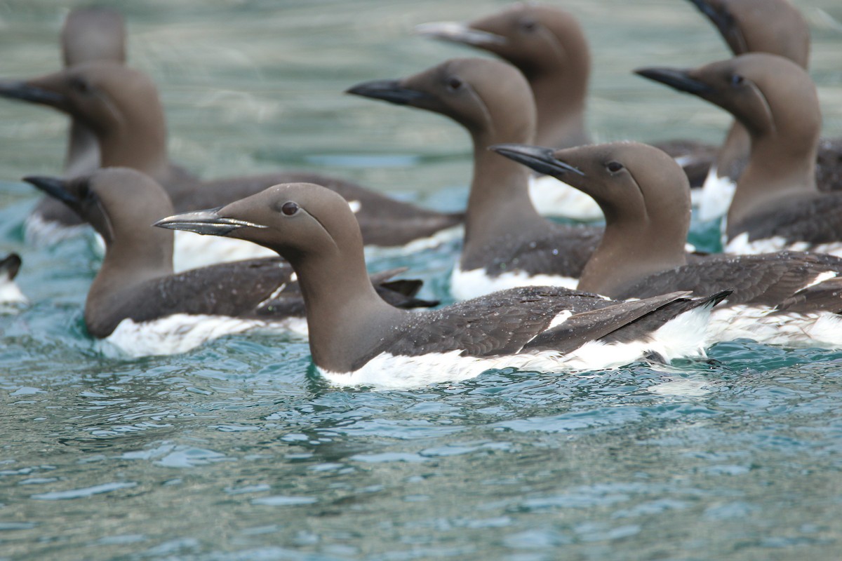 eBird Checklist - 19 Jun 2017 - Kachemak Bay--Gull Island - 8 species