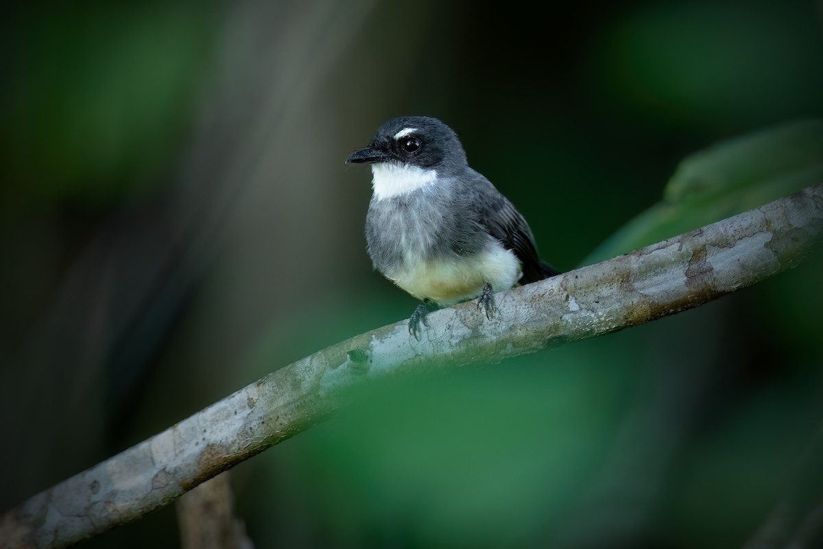 Northern Fantail (Melanesian) - eBird