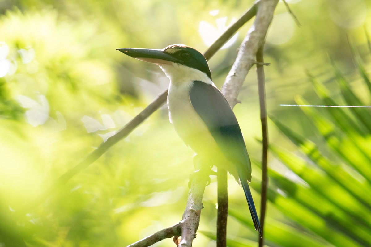 Martin Pescador indeterminado - eBird