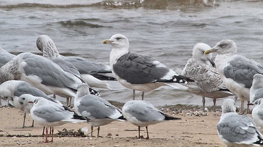 European Herring x Great Black-backed Gull (hybrid) - eBird