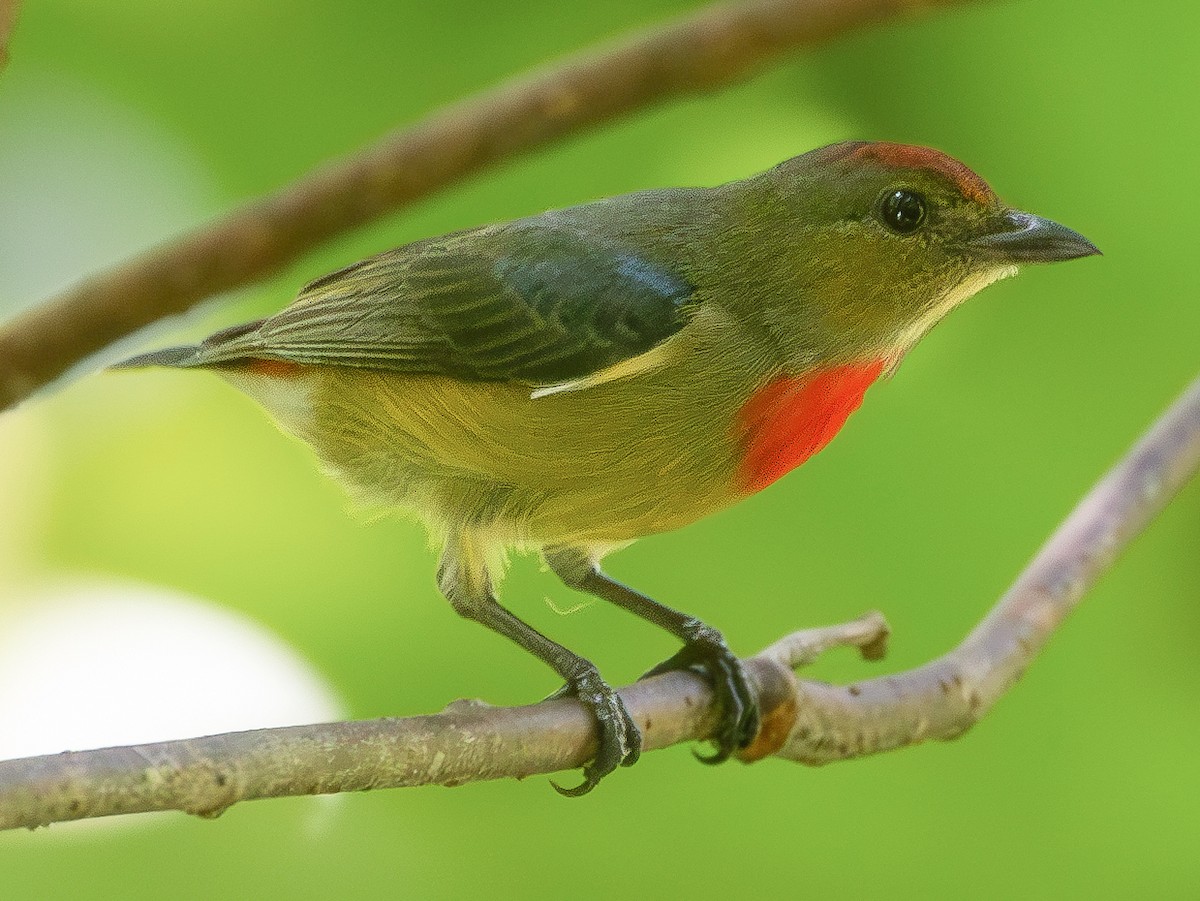 Louisiade Flowerpecker - Dicaeum nitidum - Birds of the World