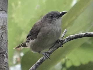 Tagula Shrikethrush - eBird