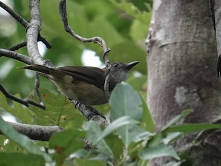 Tagula Shrikethrush - eBird