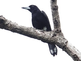 Tagula Butcherbird - eBird
