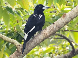Tagula Butcherbird - Cracticus louisiadensis - Birds of the World