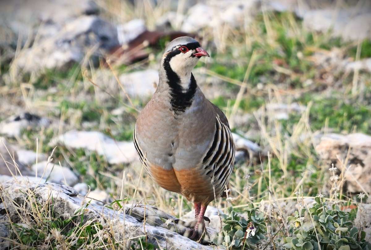 Chukar x Rock Partridge (hybrid) - eBird