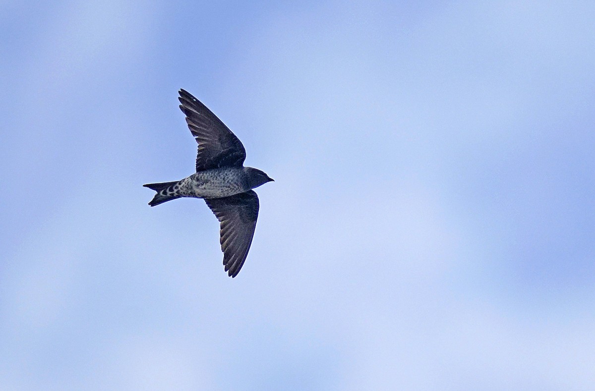 Purple/Southern Martin - eBird